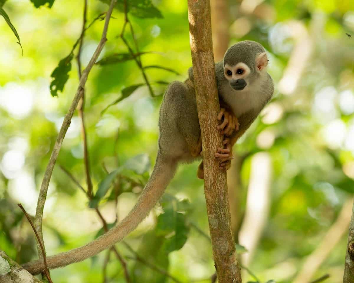 Amazônia: Preservando o Paraíso Natural – fastartweb.com